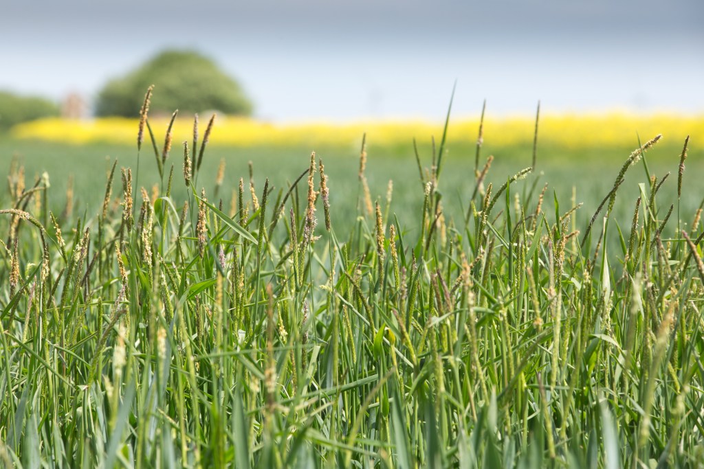 Theory to Field - Seeing the big picture on herbicide resistance - Crop ...