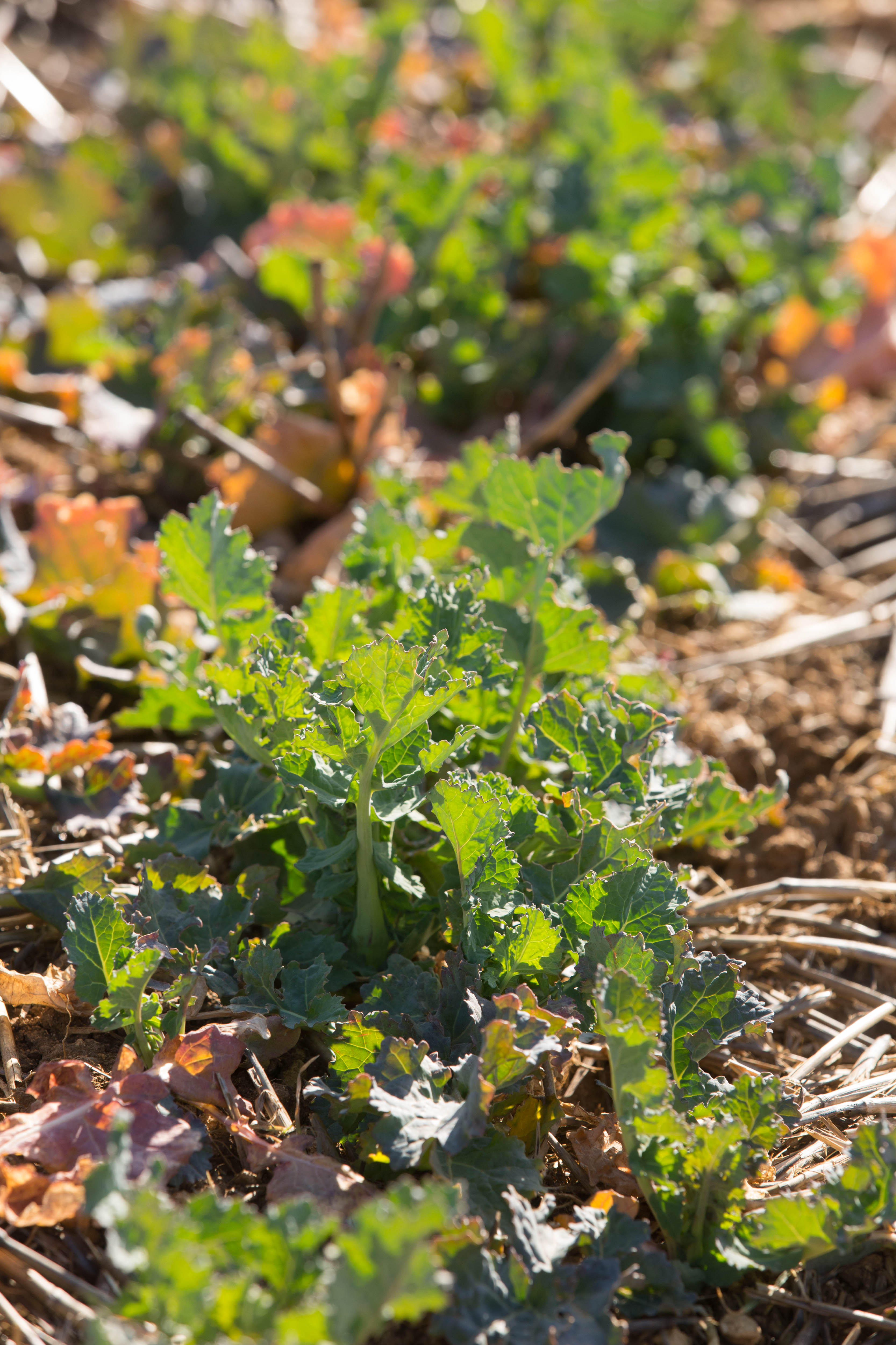 OSR improvement - Care creates a yield gap - Crop Production Magazine