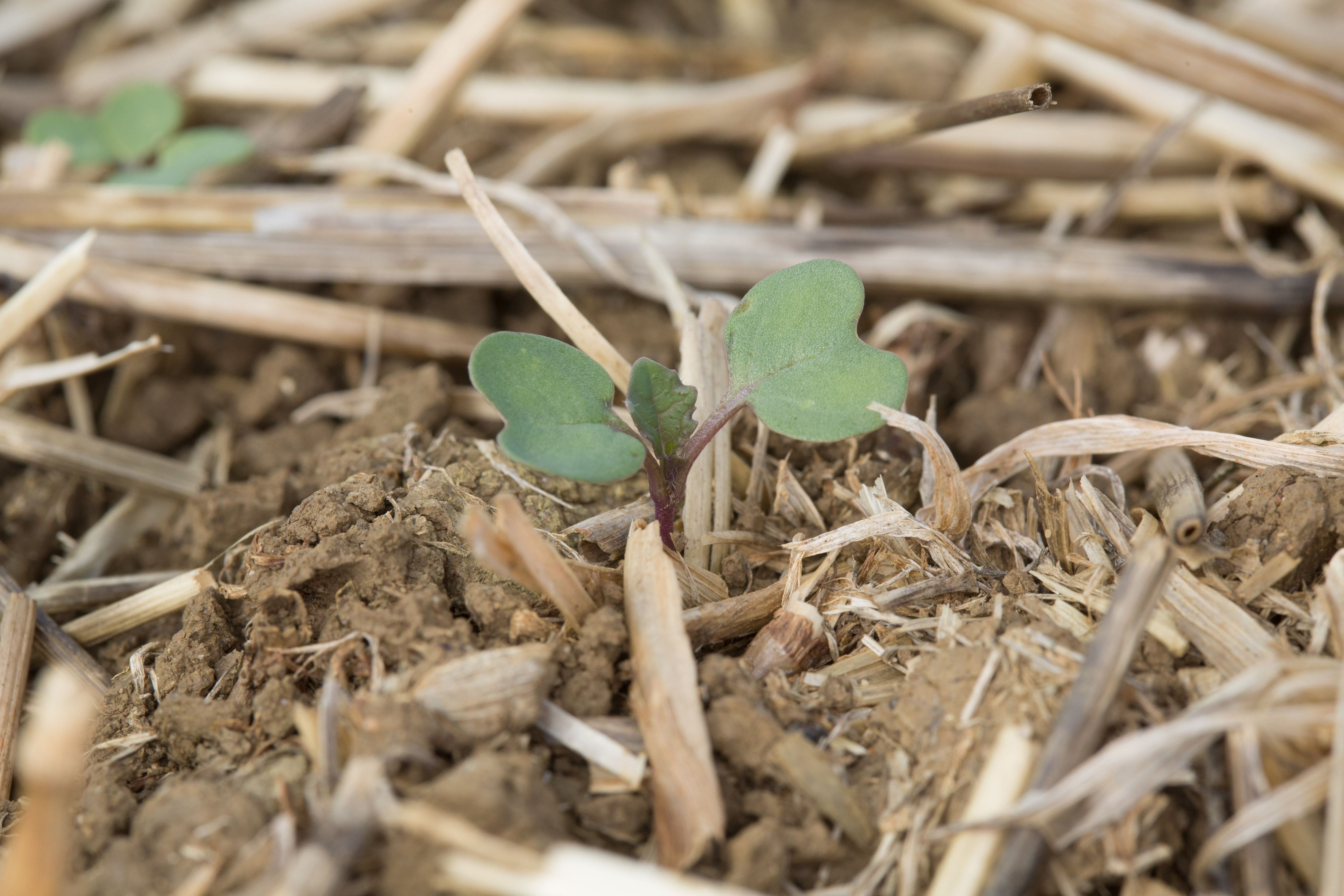 Theory to Field - The secret world of rhizoctonia - Crop Production ...