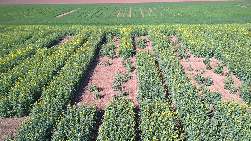 Theory to Field - The secret world of rhizoctonia - Crop Production ...