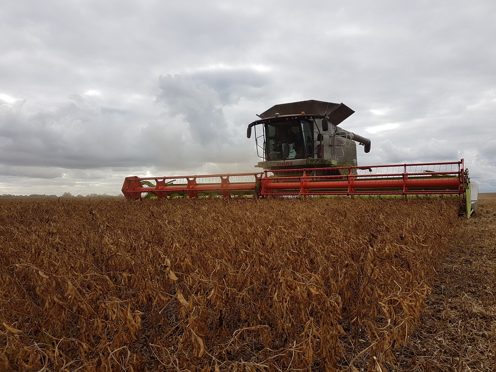Soya beans - Soya crop helps fill the void - Crop Production Magazine