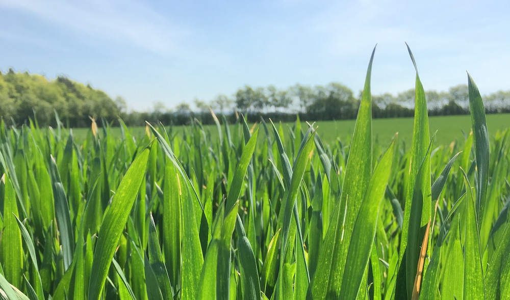 Plan biostimulant use for maximum benefit - Crop Production Magazine