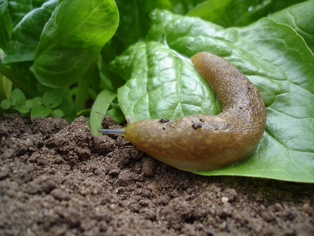Slug control - Know your enemy - Crop Production Magazine