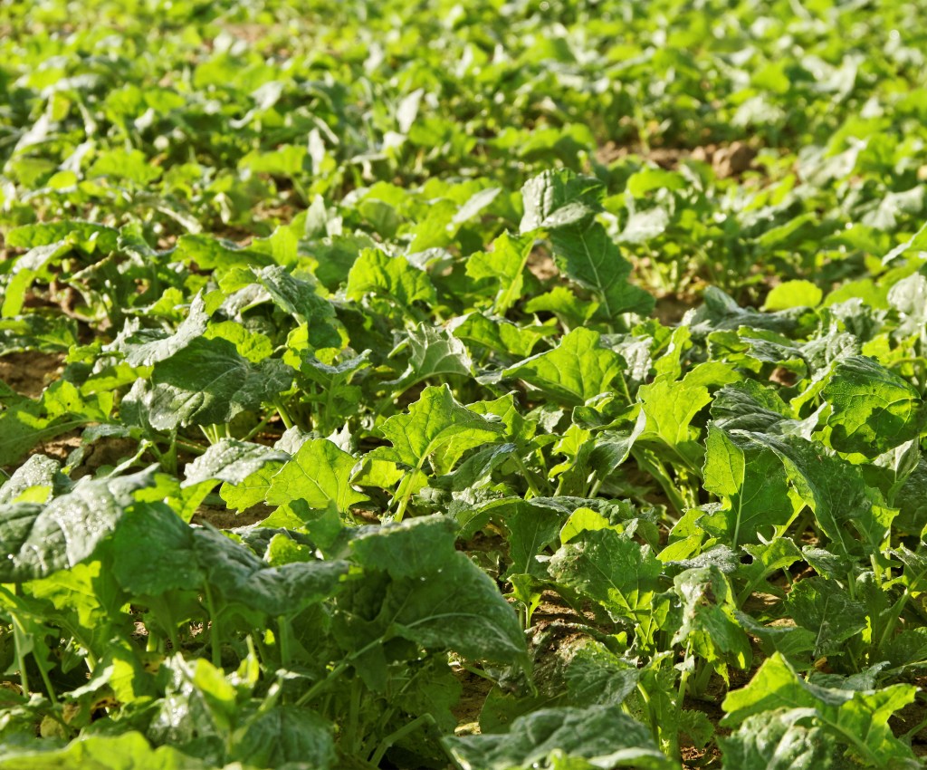 Boost OSR emergence with new seed treatment - Crop Production Magazine