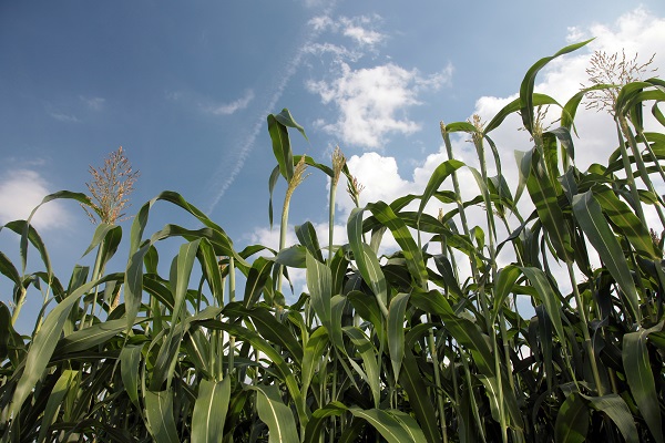 Biogas - Growing for gas - Crop Production Magazine