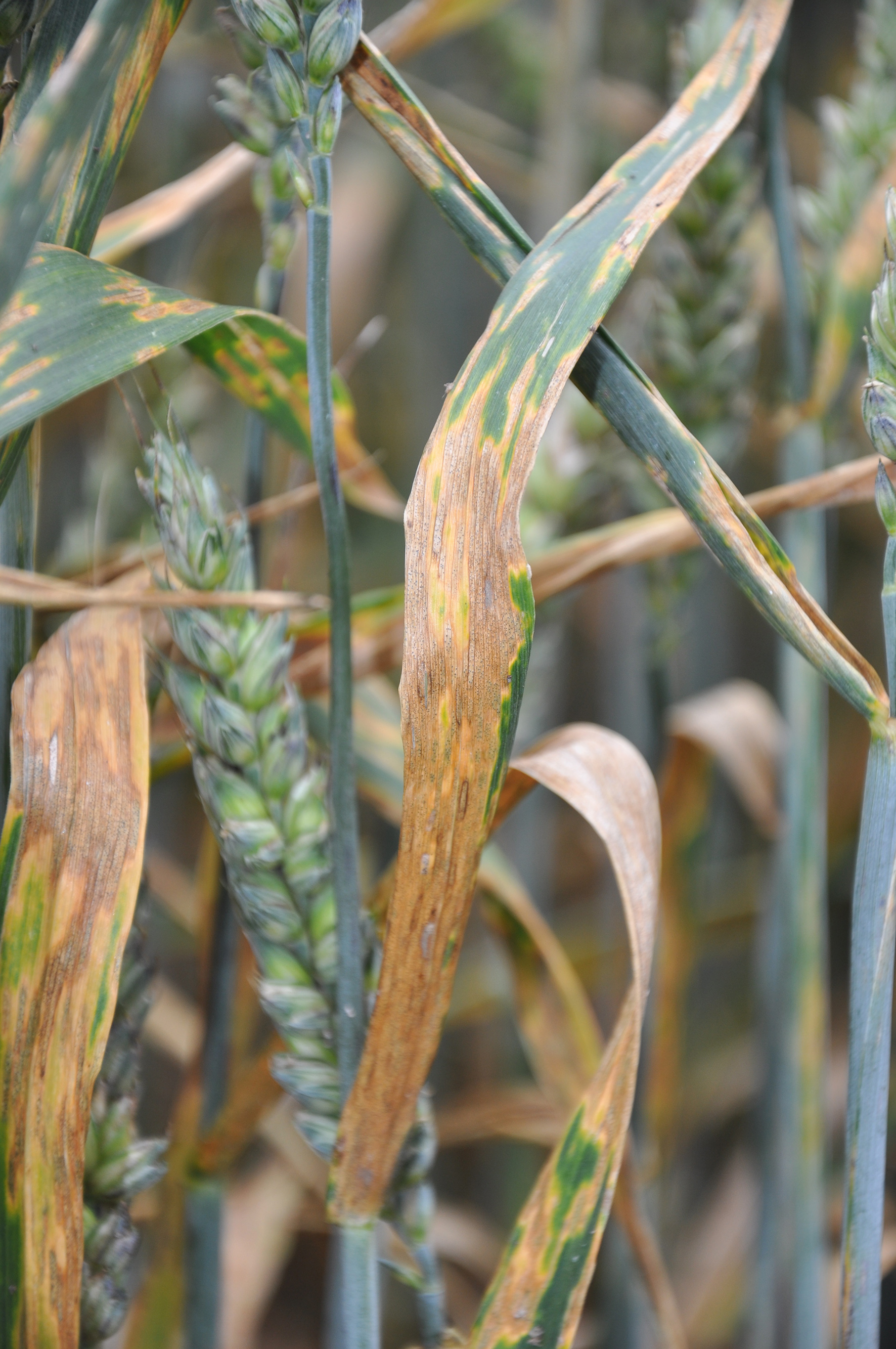 Survey gives 2020 vision into wheat disease woes - Crop Production Magazine