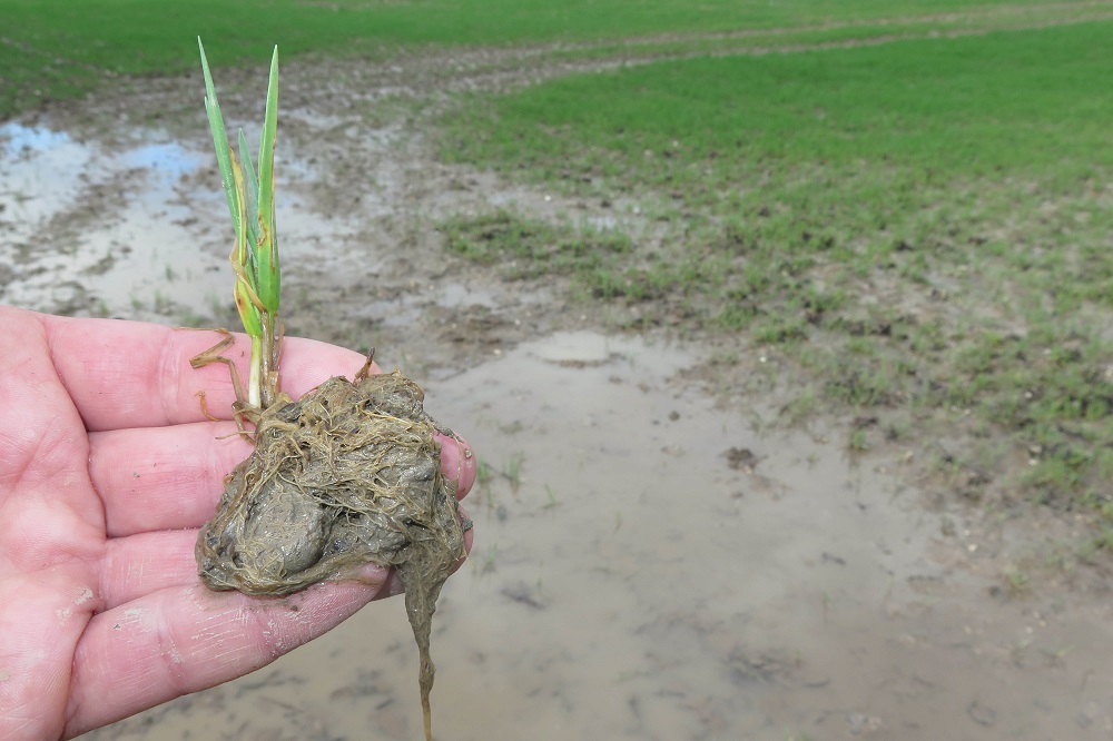 Spring agronomy - Roots may need a little help - Crop Production Magazine