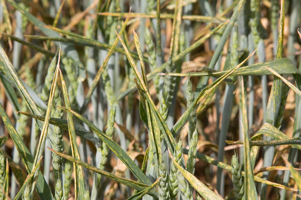 New pathotypes add further complexity to wheat rust population - Crop ...