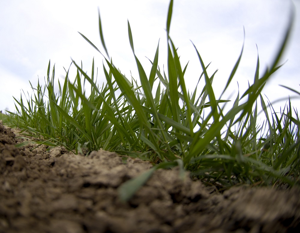 UKRI funding helps RAGT Seeds fast-track access to key wheat traits ...