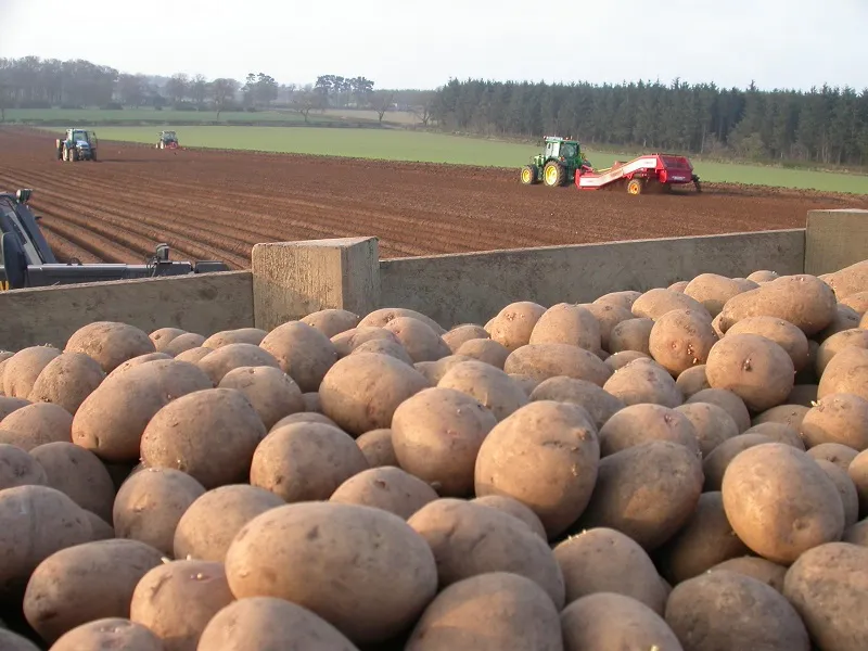 Potato agronomy - New products take up slack - Crop Production Magazine