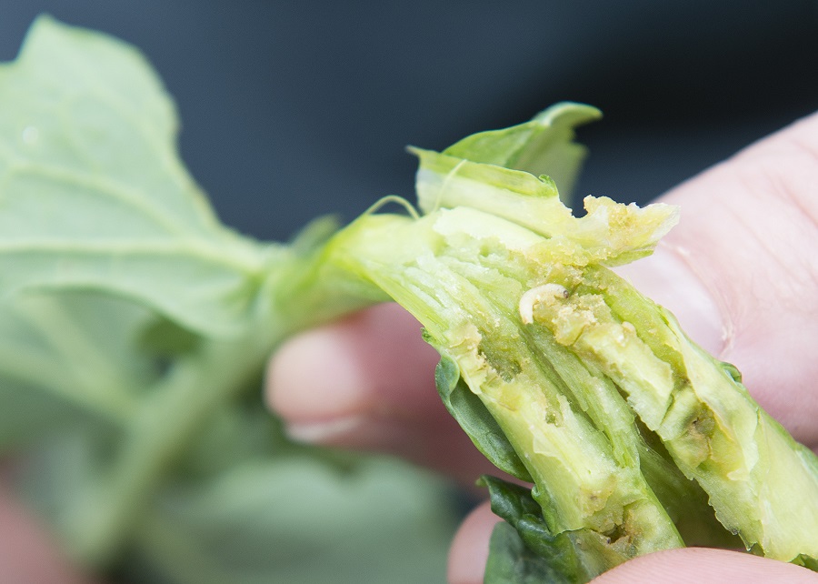 Theory to Field - Understanding CSFB guides action - Crop Production ...