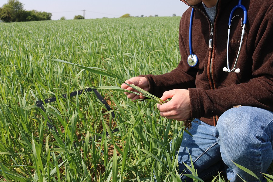 Crop Doctor - Nurturing through to full potential - Crop Production ...