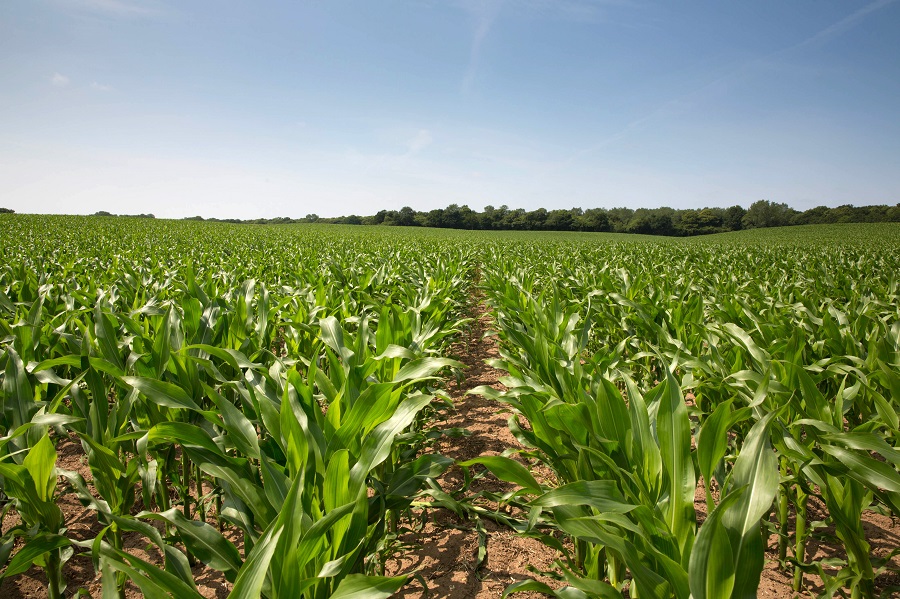 Maize agronomy - Navigating the maize - Crop Production Magazine