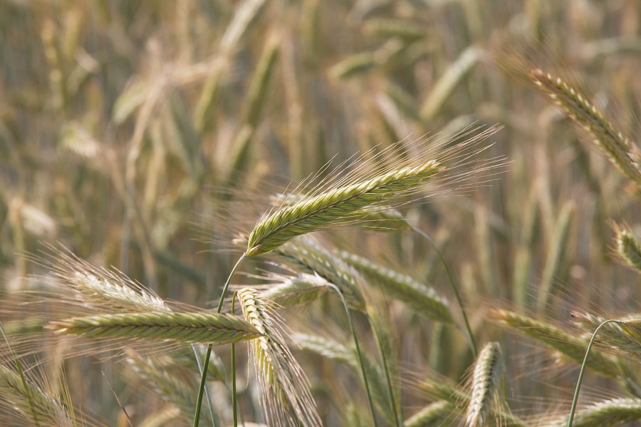 Tech Talk - Rye not? - Crop Production Magazine