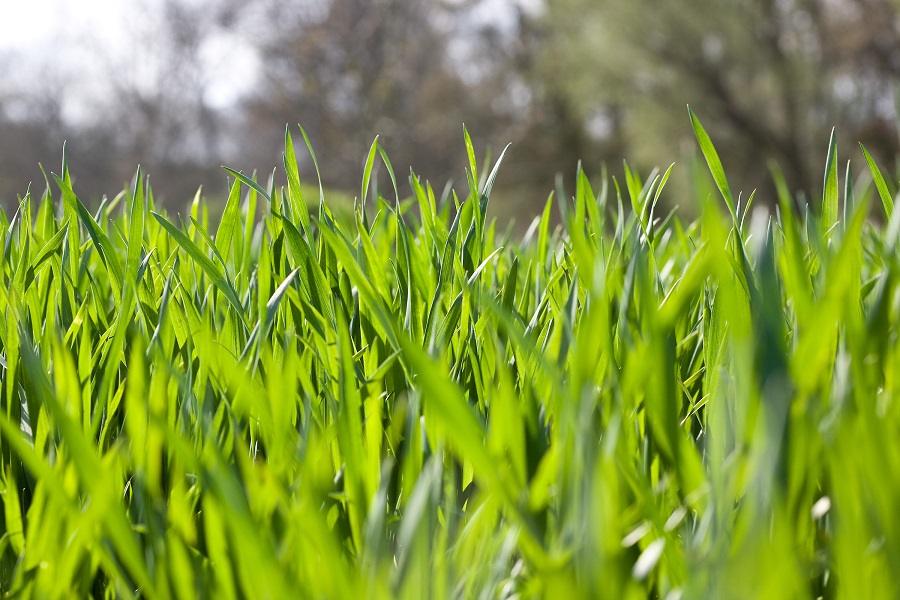 New crop science centre opens in Cambs - Crop Production Magazine
