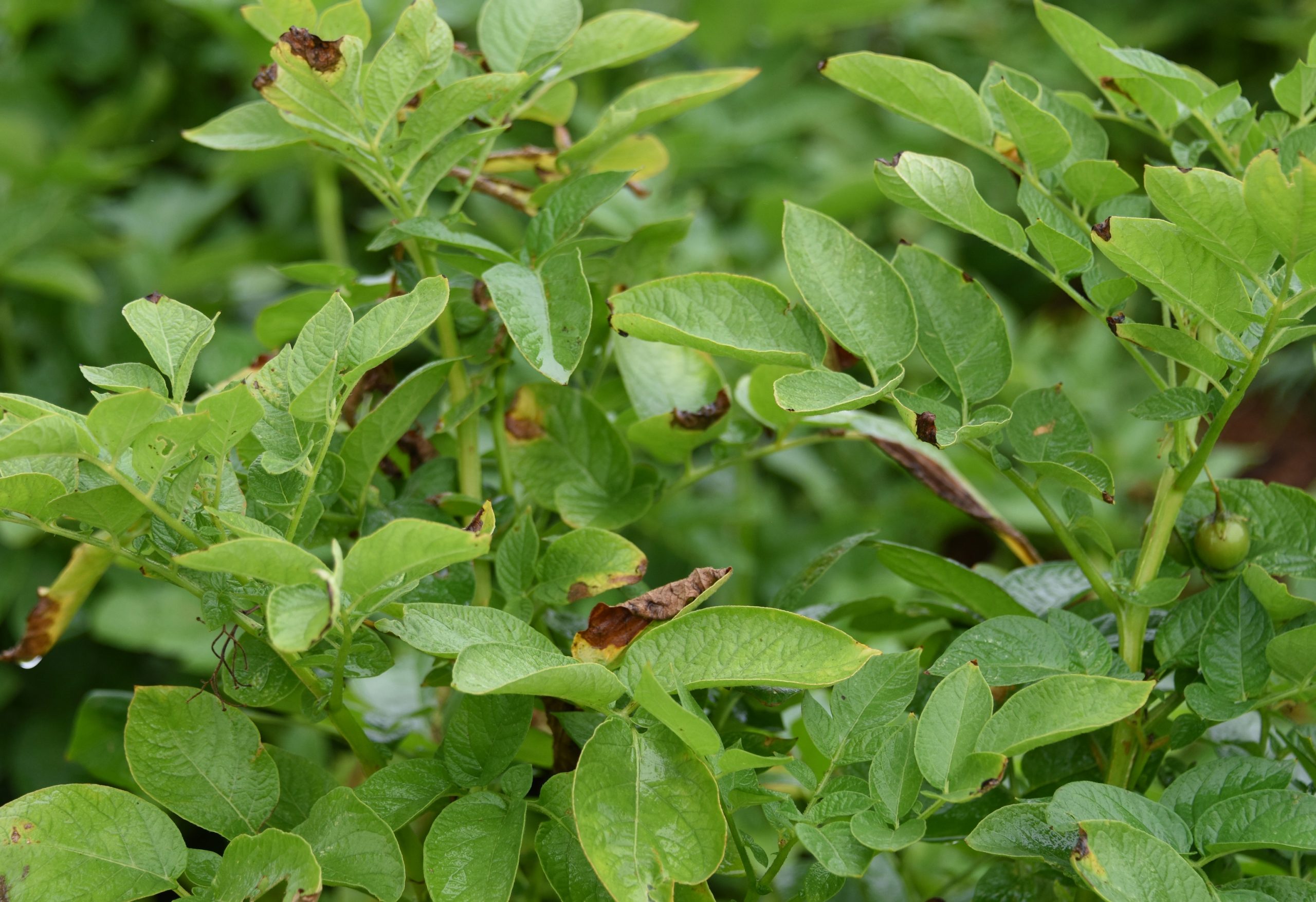 Potato growers target clean finish to season as blight pressure ...