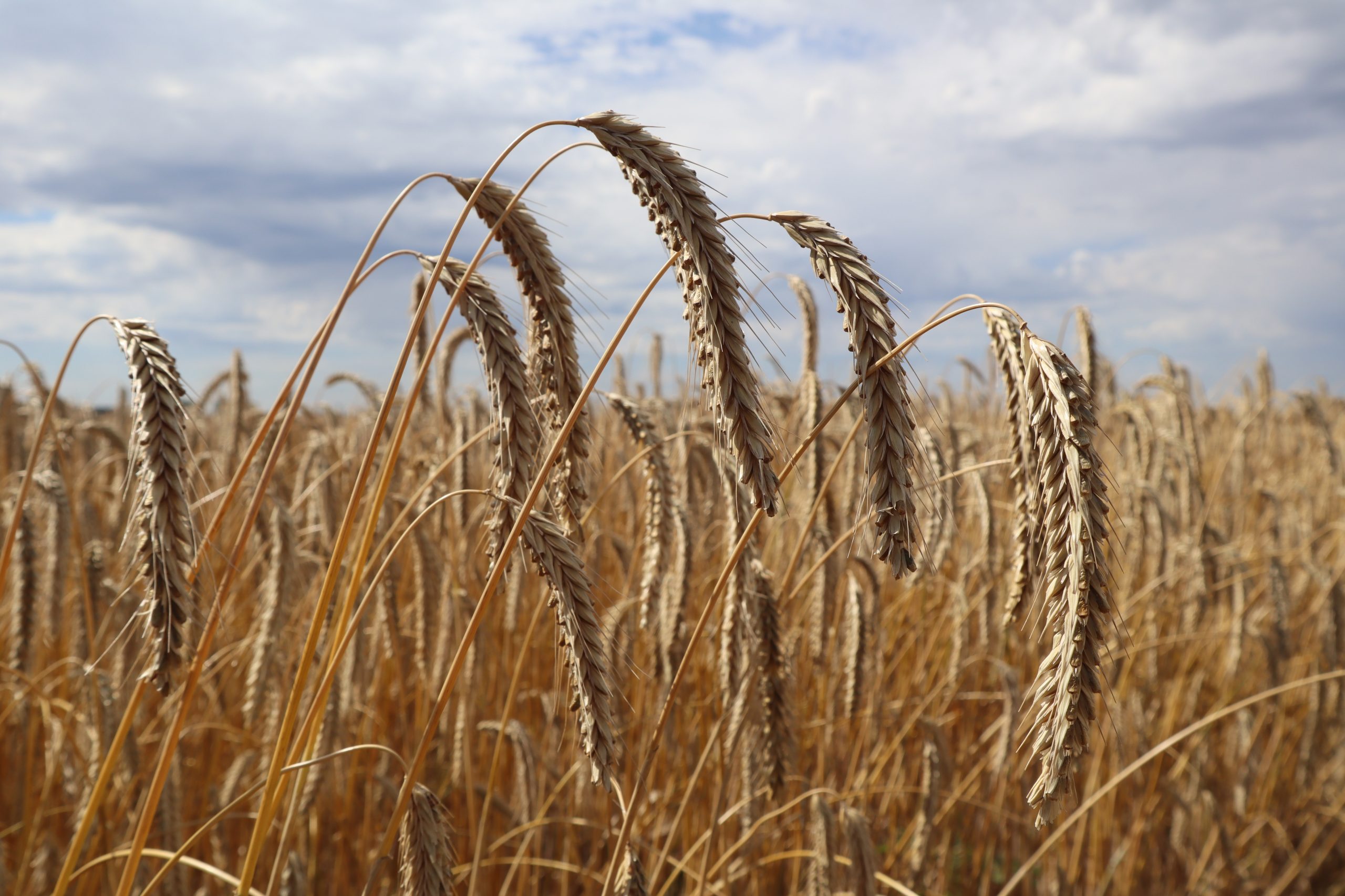 Surge in interest in hybrid rye - Crop Production Magazine