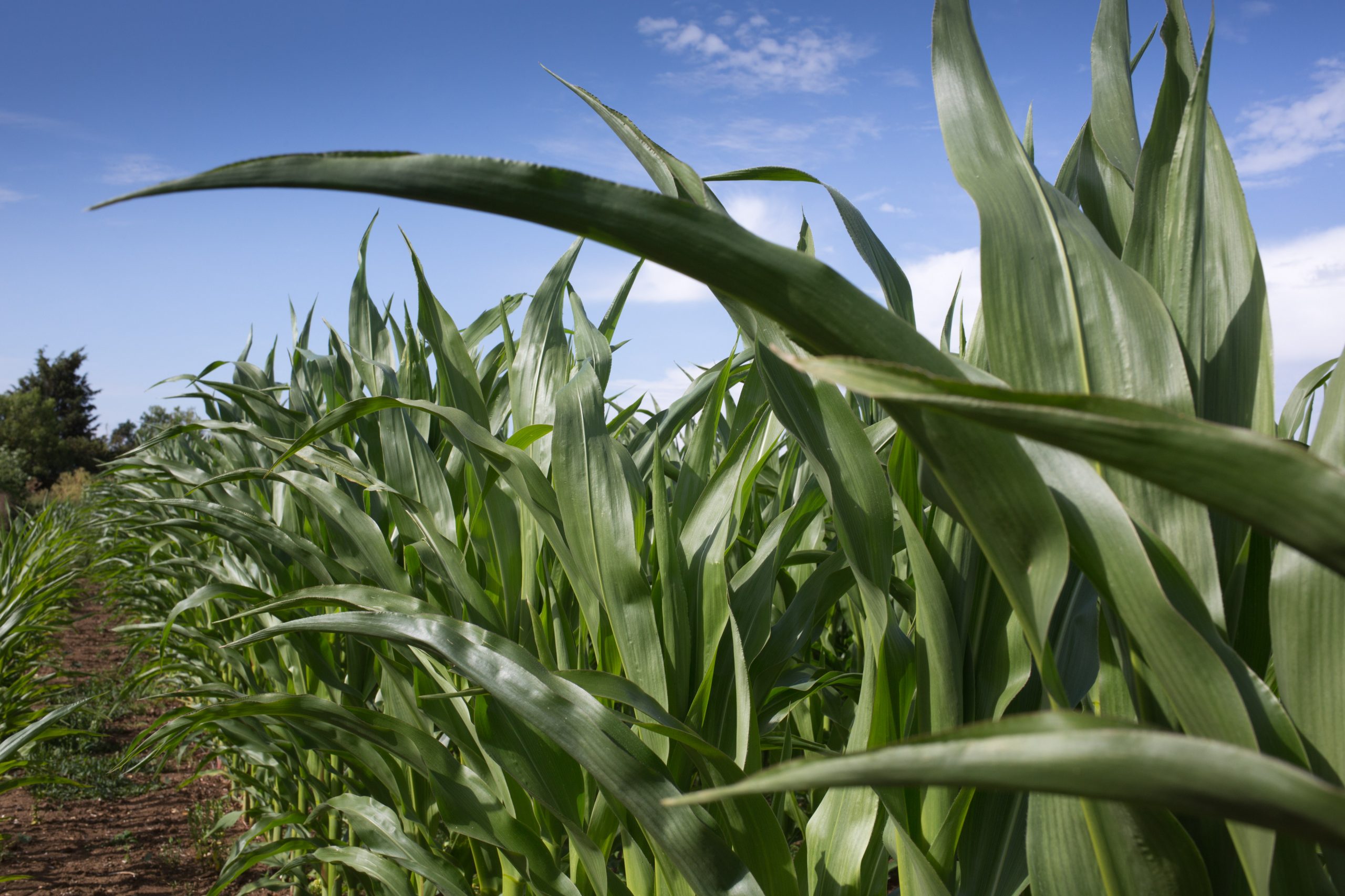 New maize varieties highlight continued breeding progress - Crop ...
