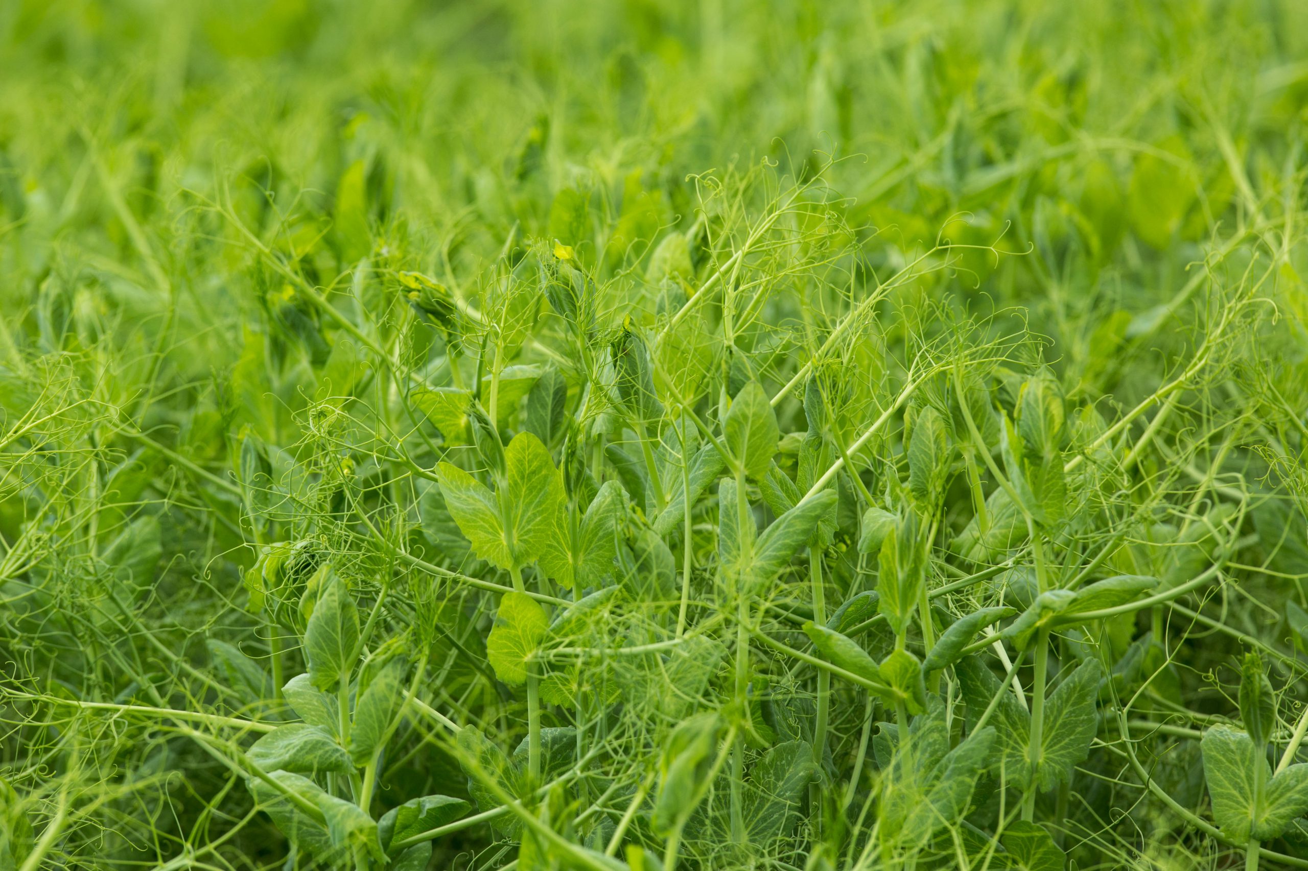 PGRO launches new-look Descriptive Lists for peas and beans - Crop ...