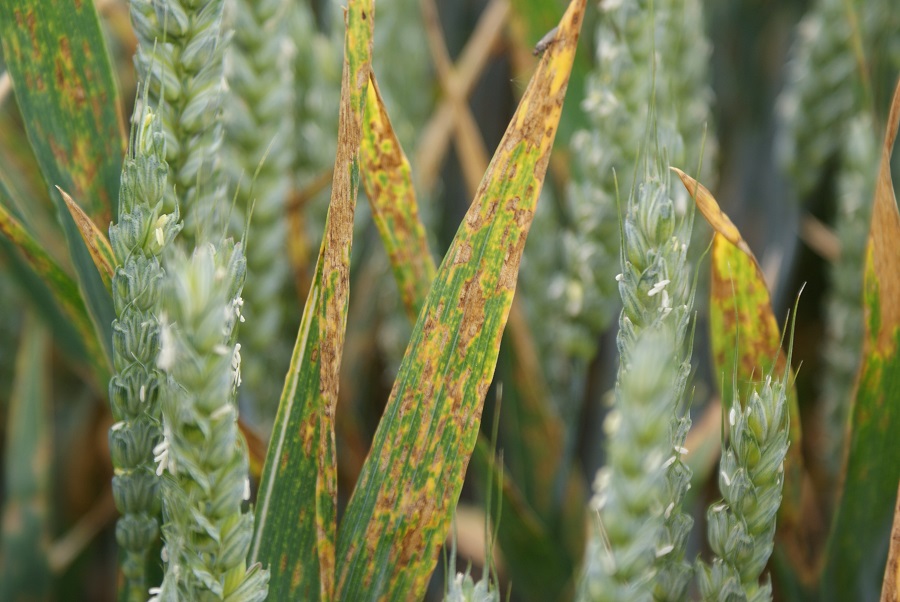 Septoria management - Behind the lines of resistance - Crop Production ...
