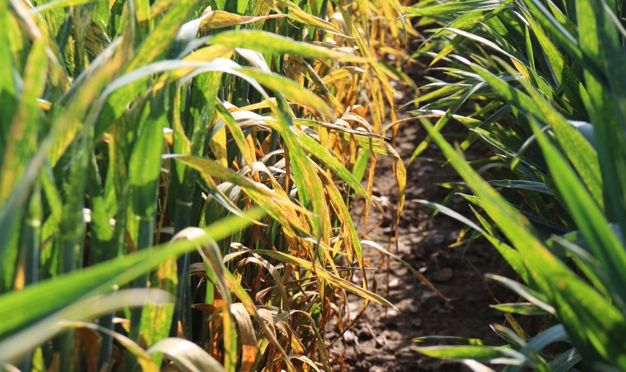 Disease delve - The dynamic force behind yellow rust - Crop Production ...