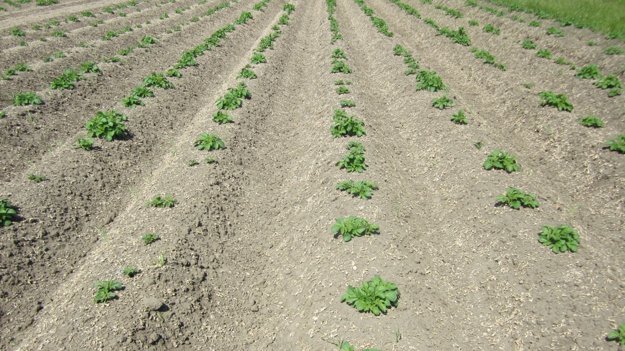 Prepare for potato weed control - Crop Production Magazine