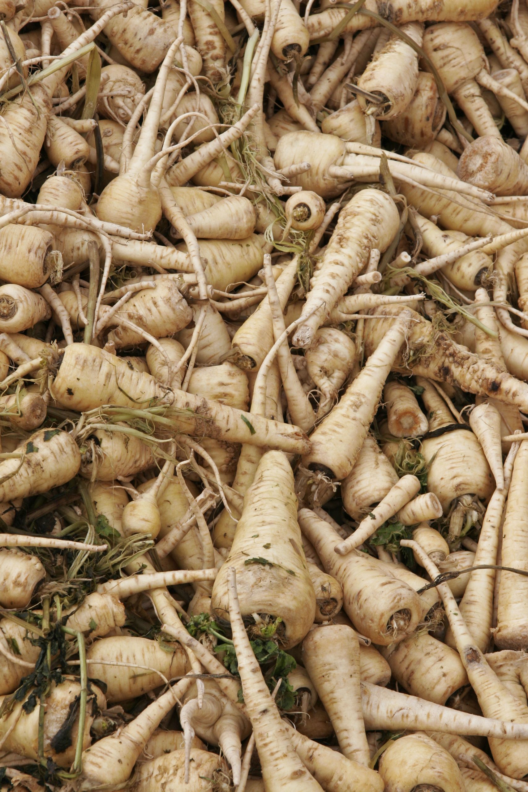 Velum Prime gains EAMU for free-living nematodes in parsnips - Crop ...