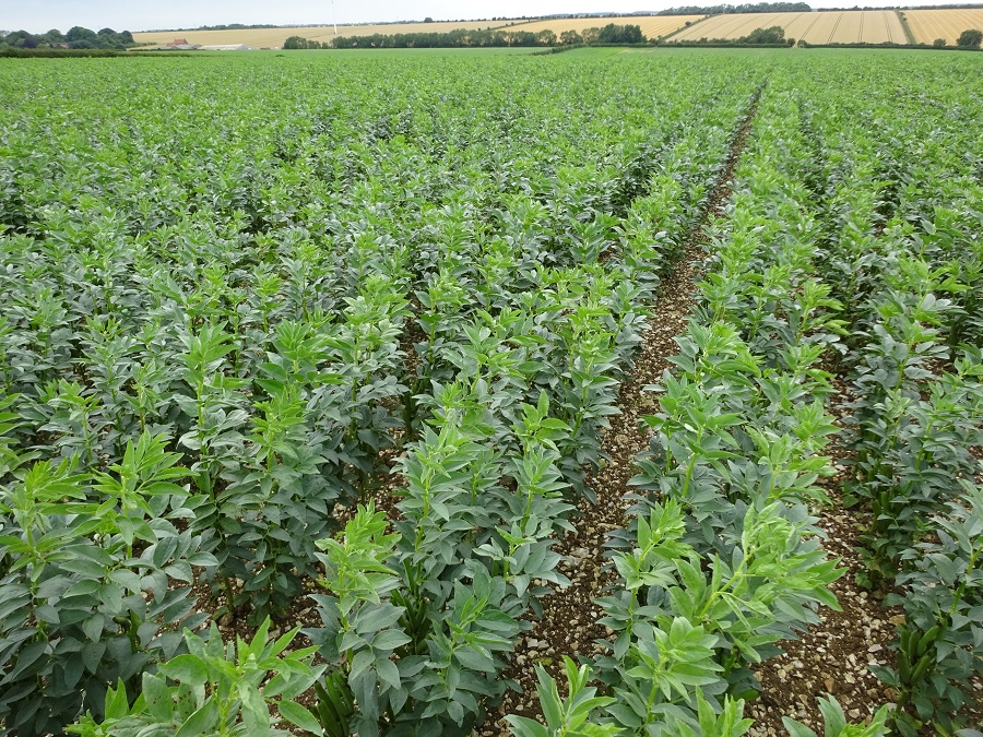 Pulse crops - Beans means feed? - Crop Production Magazine