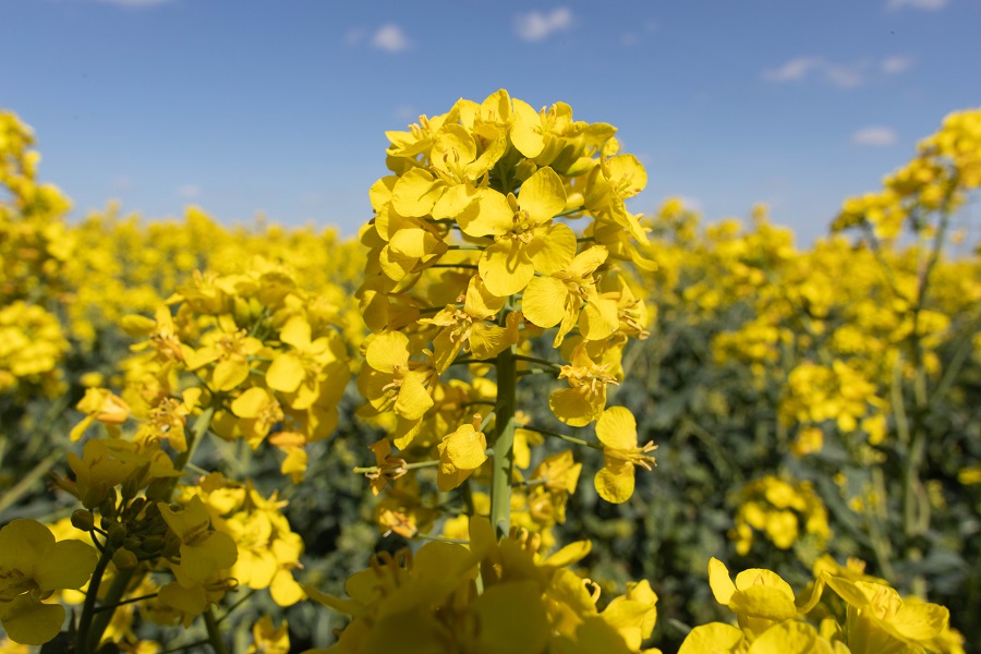 OSR - Looking back to look forward - Crop Production Magazine