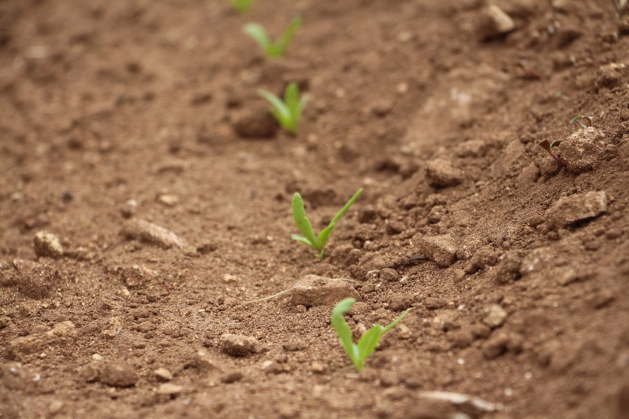 Sugar beet weed control - More thoughtful weed control - Crop ...