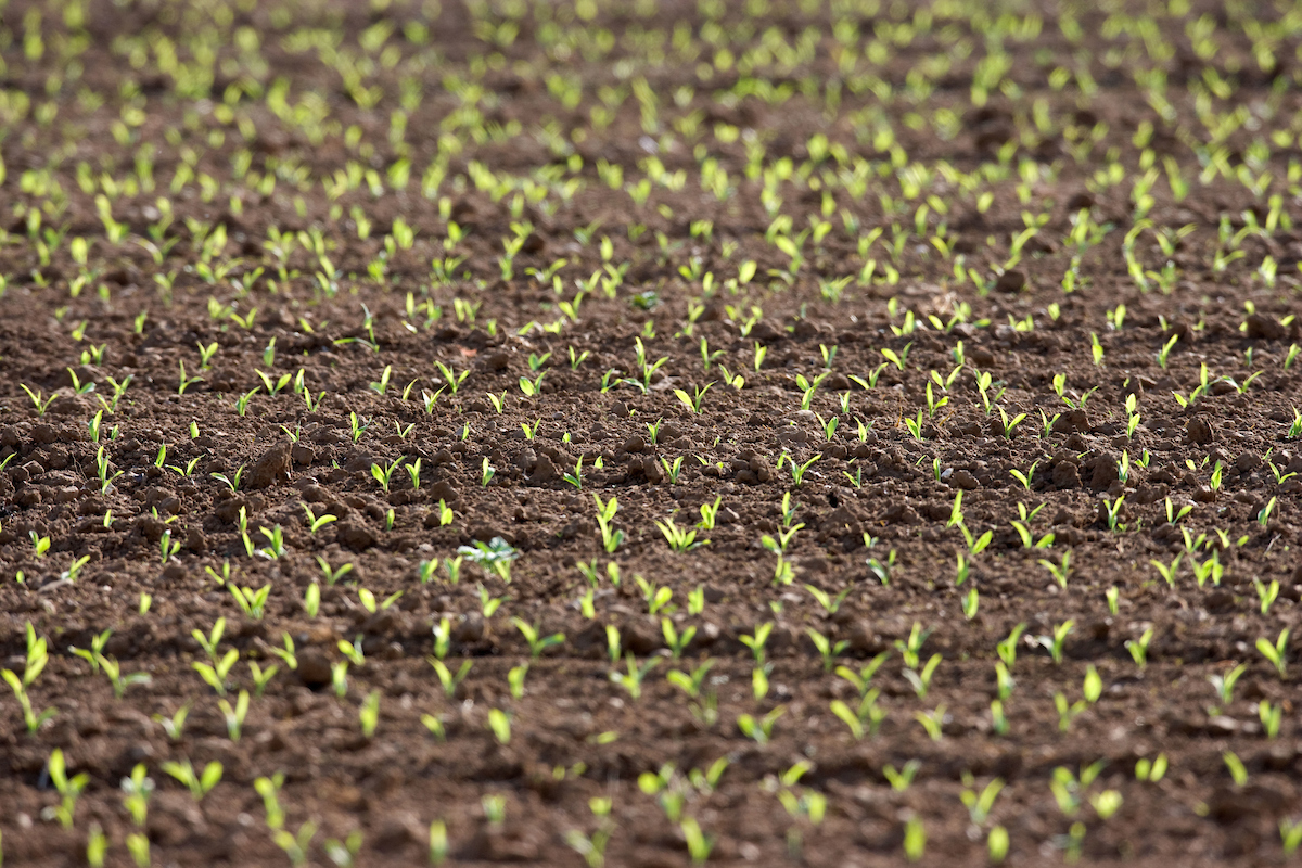 Plan ahead for weed control in maize - Crop Production Magazine