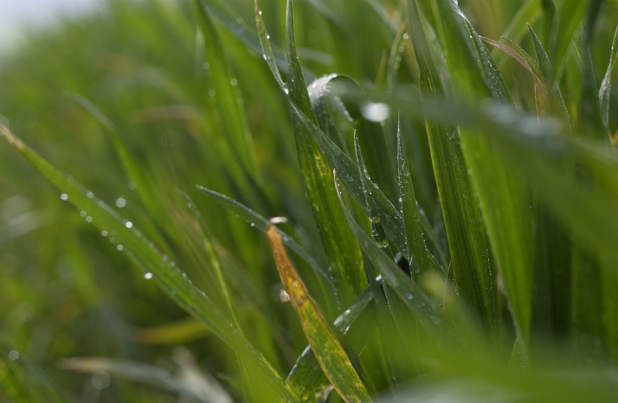 Theory to Field - Slowing sensitivity shifts - Crop Production Magazine