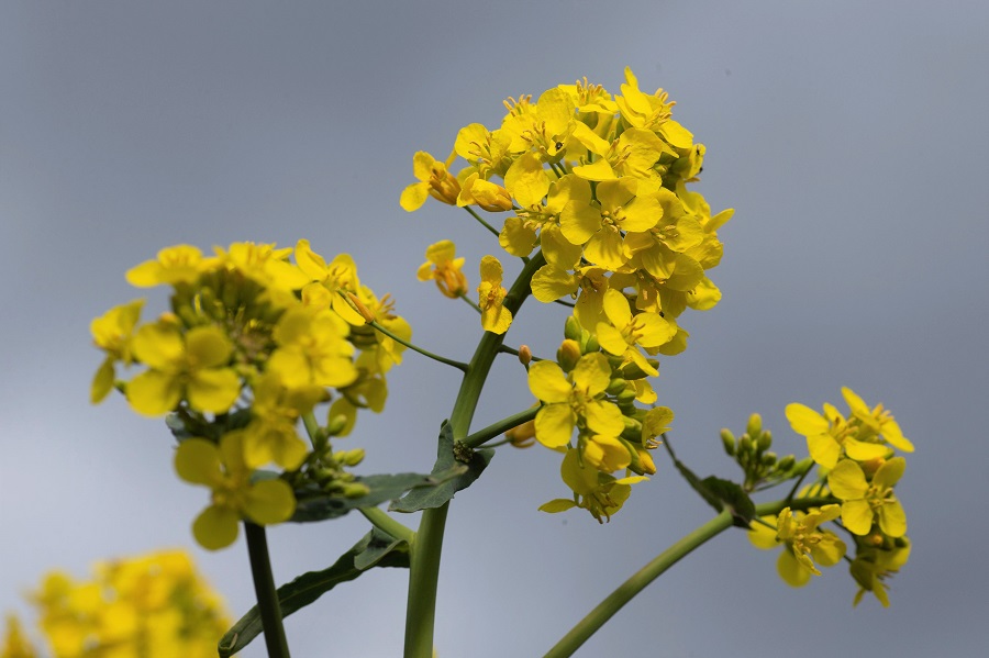 Oilseed rape - Focus on the detail this spring - Crop Production Magazine