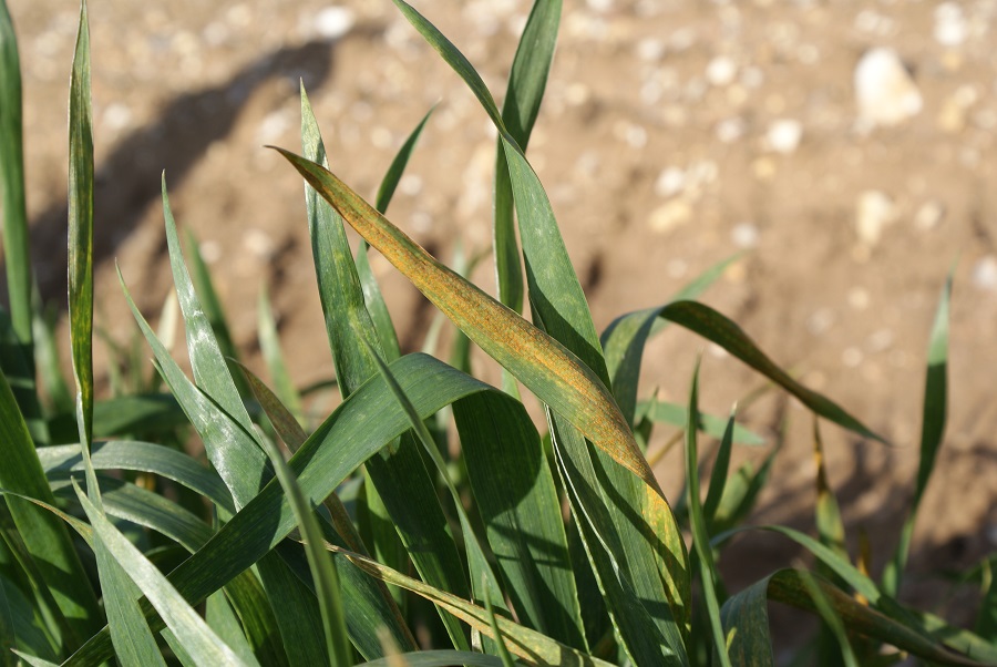 Yellow rust - The rust race - Crop Production Magazine
