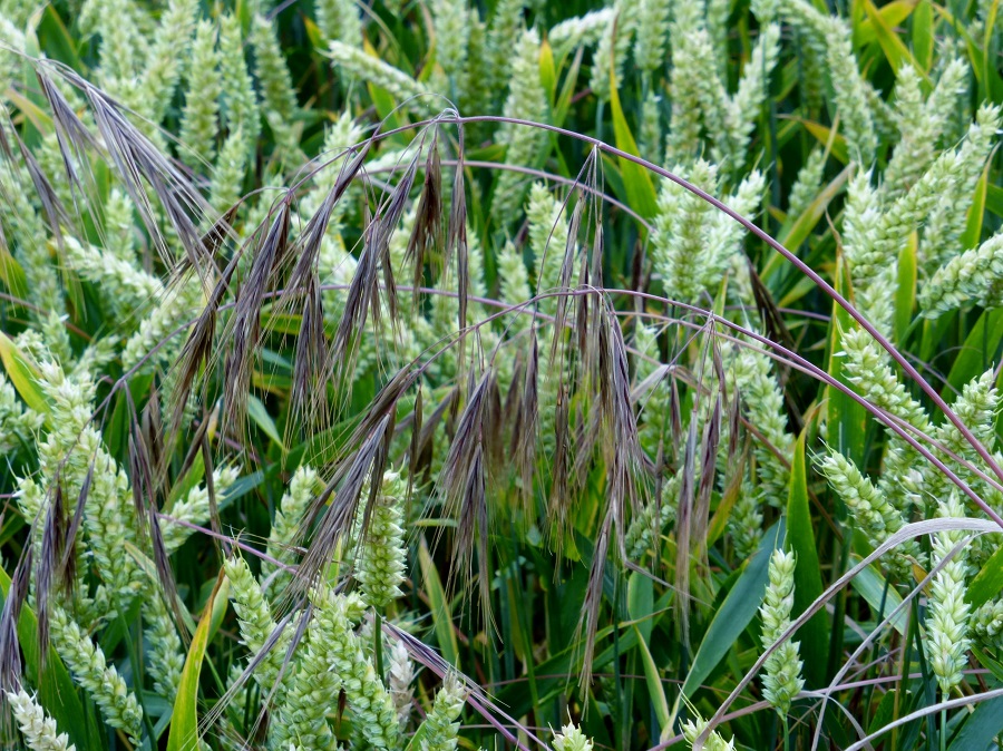 Theory to Field - The rise of bromes - Crop Production Magazine