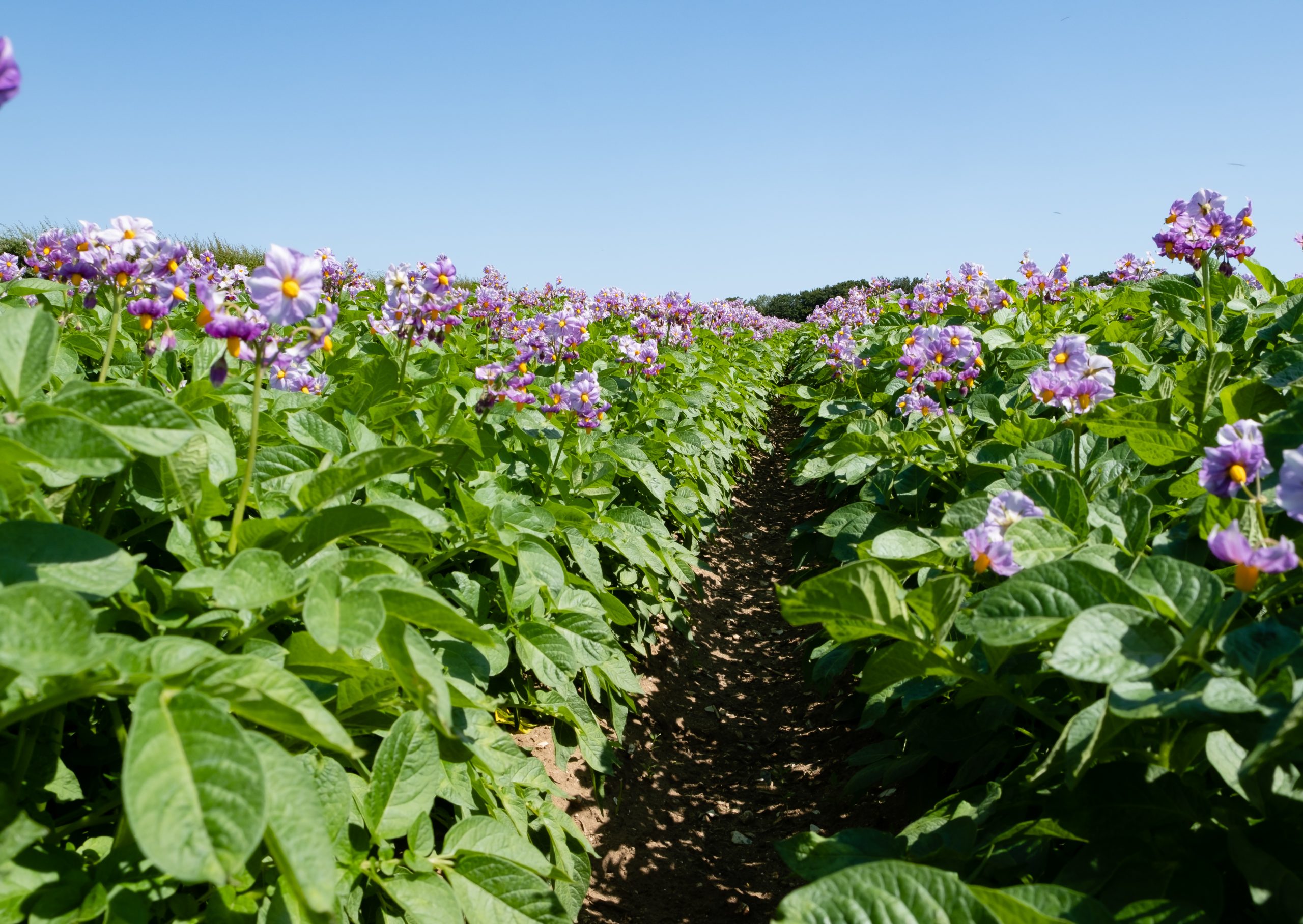 Fine-tuning strategies for successful desiccation - Crop Production ...