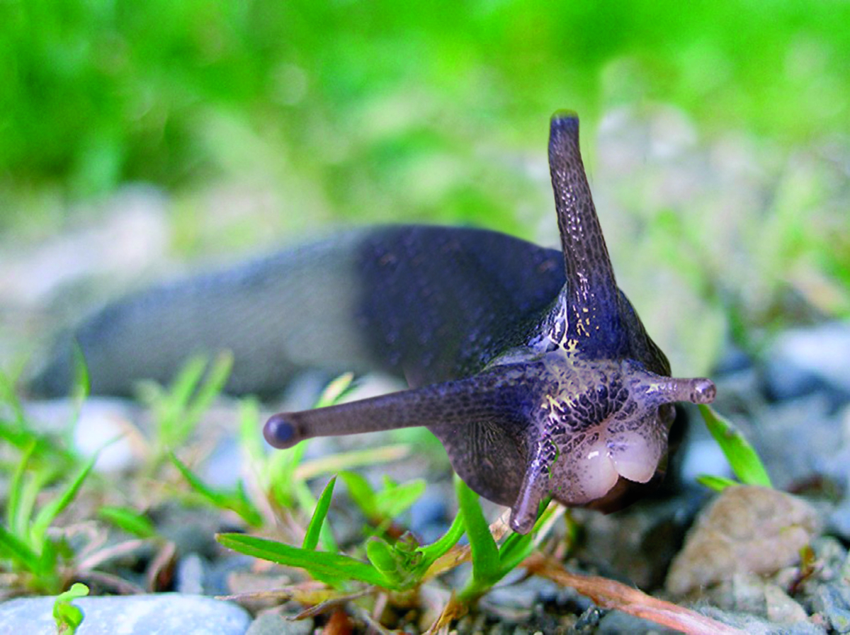 Slug control - Future looks to biology - Crop Production Magazine