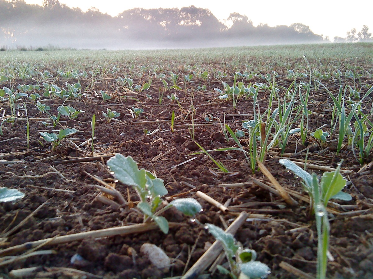 OSR - Spotting the spot - Crop Production Magazine