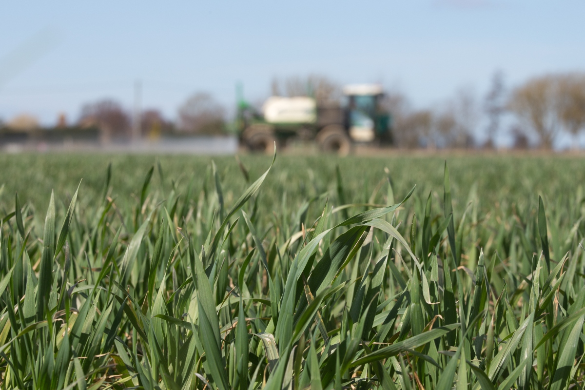 Wheat blends - Blending success - Crop Production Magazine