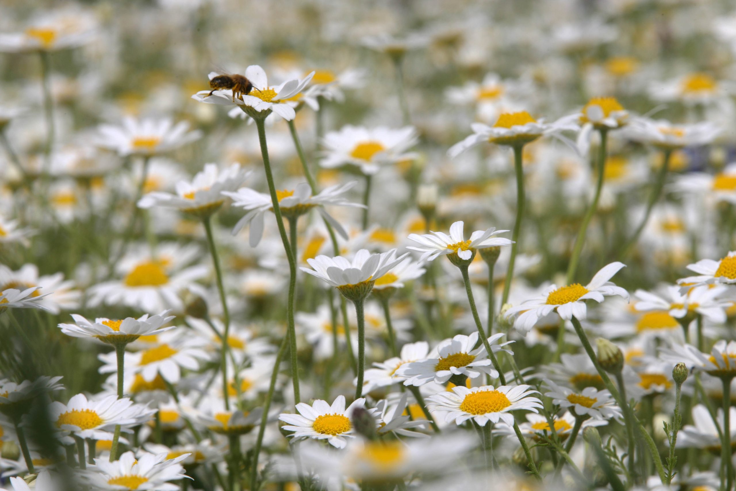 Plans for two new ELMs schemes unveiled at OFC22 - Crop Production Magazine