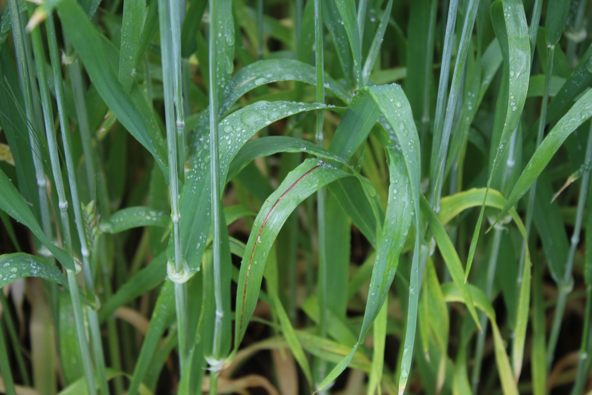 Controlling barley diseases - Learning from Ireland - Crop Production ...