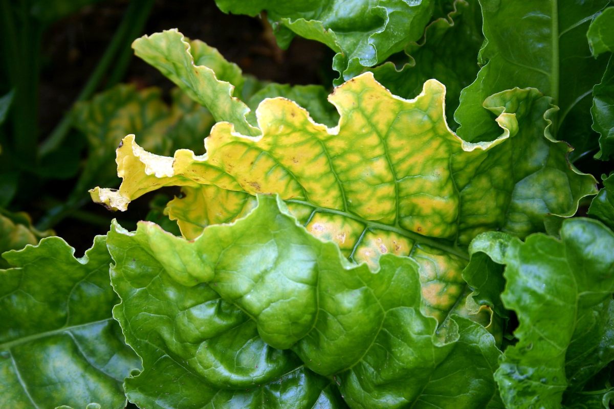 Virus yellows - Keeping viruses on the ropes - Crop Production Magazine