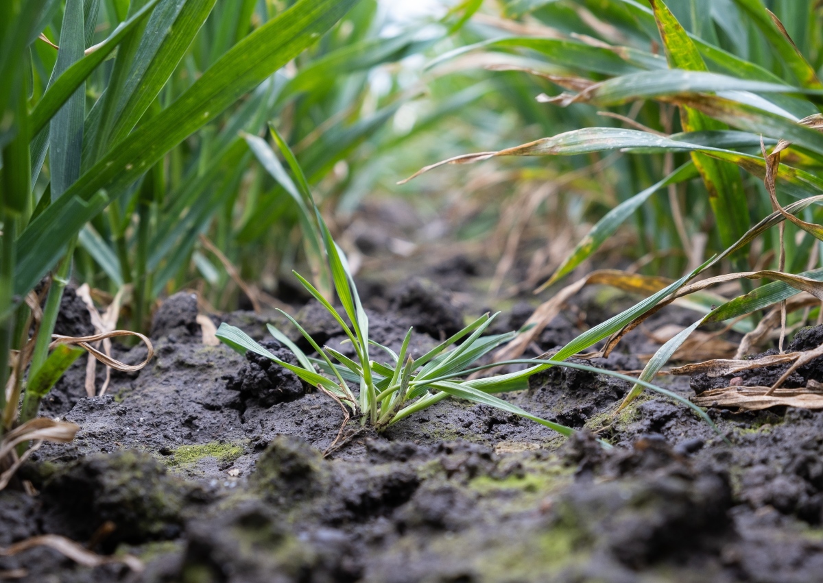 Weed control - Crops have competitive edge - Crop Production Magazine