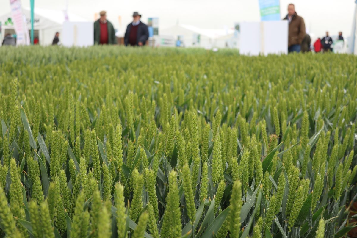 Insider's view - Champion of champions - Crop Production Magazine