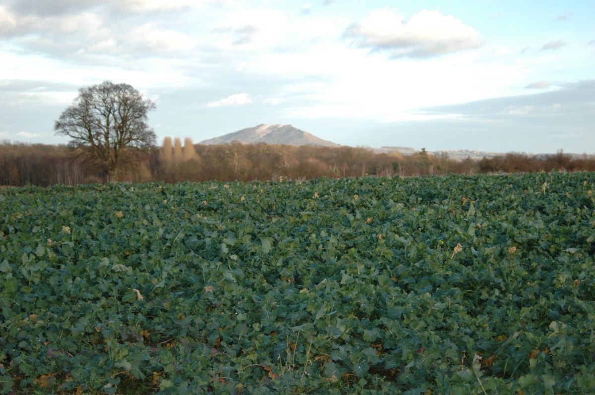 OSR disease - Many faces of phoma - Crop Production Magazine