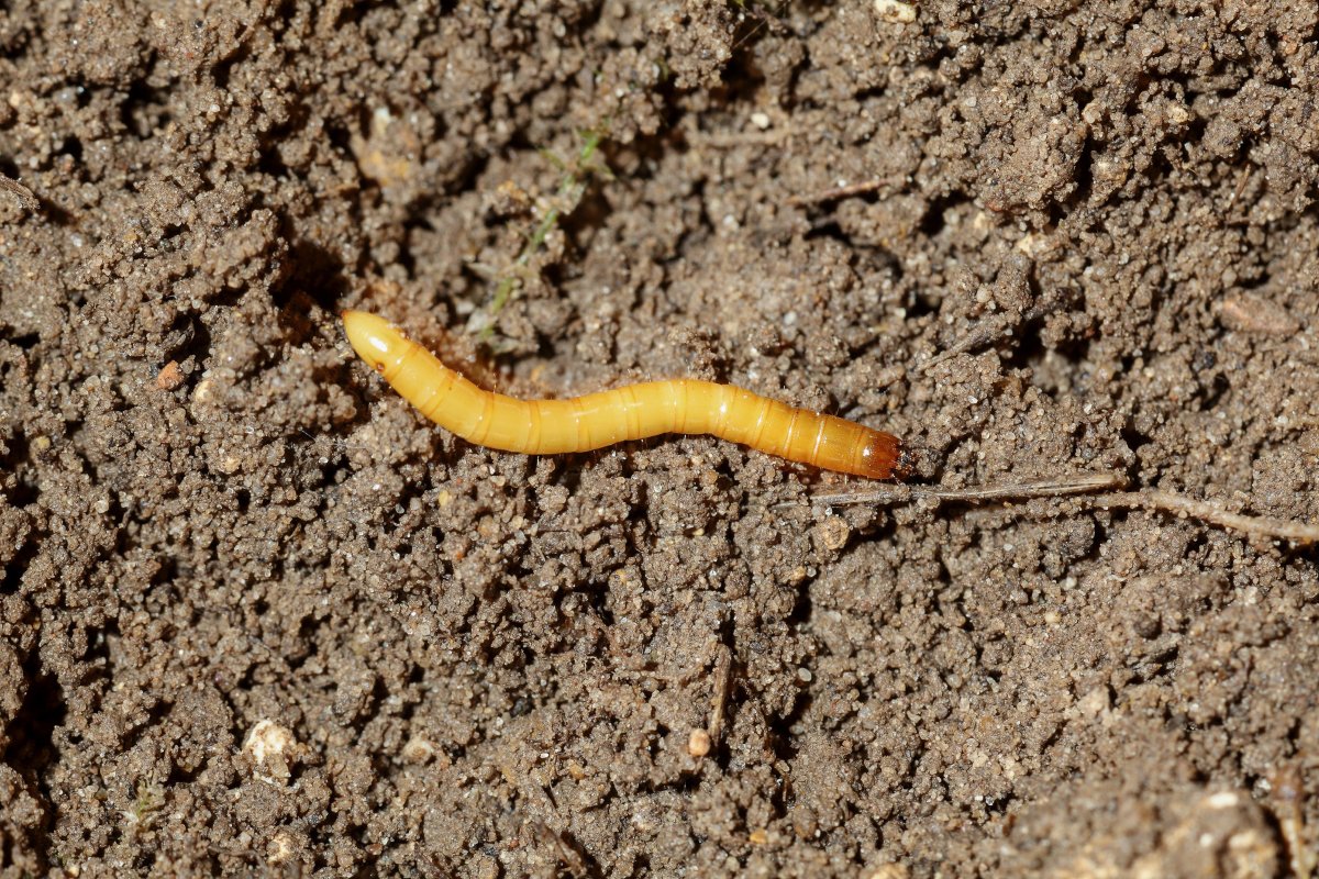 New wireworm DNA test launched - Crop Production Magazine