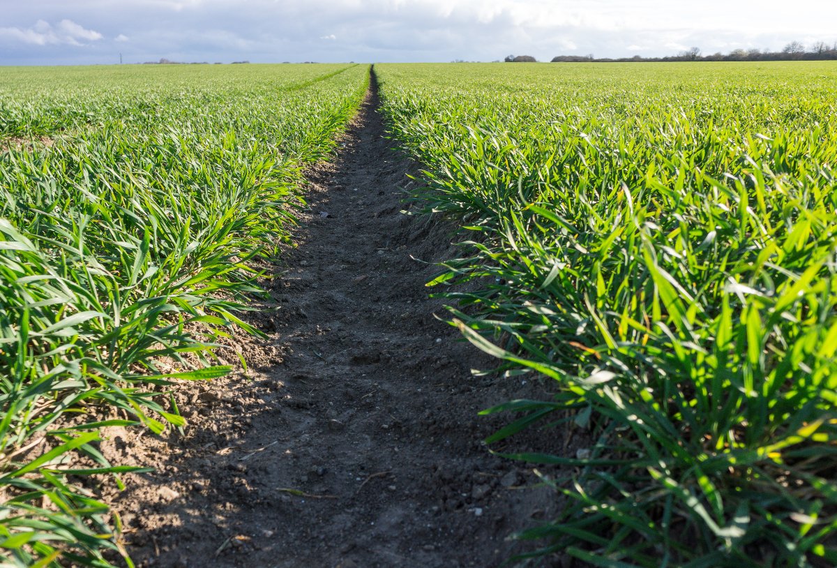 Microbial biostimulants - Double reason to make most of N - Crop ...