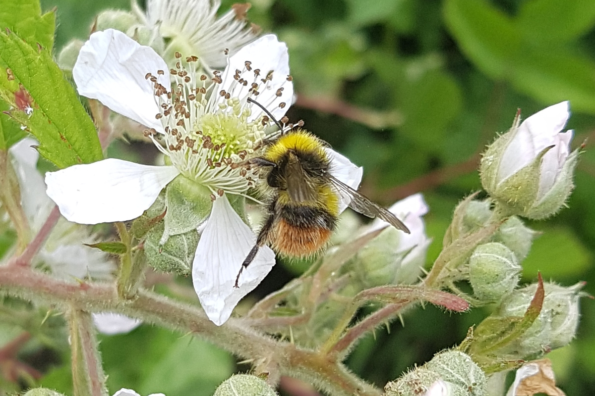 Bumblebees - Putting the buzz back in pollination - Crop Production ...