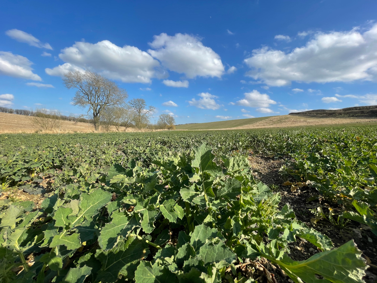 Oilseed rape - The future of OSR - Crop Production Magazine
