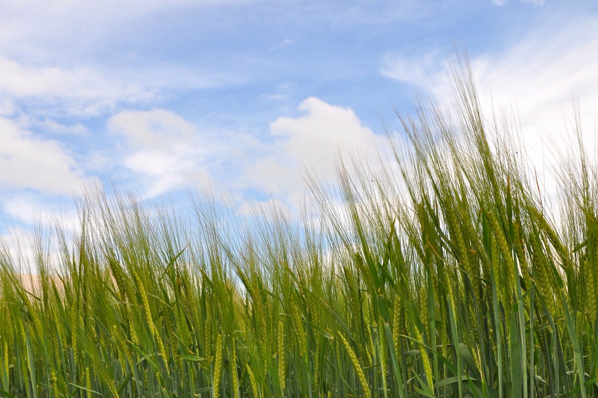 Mastering spring barley - protecting precious yield - Crop Production ...